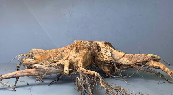 Stumps With Roots, variety of sizes and shapes in stock - Brandon Thatchers