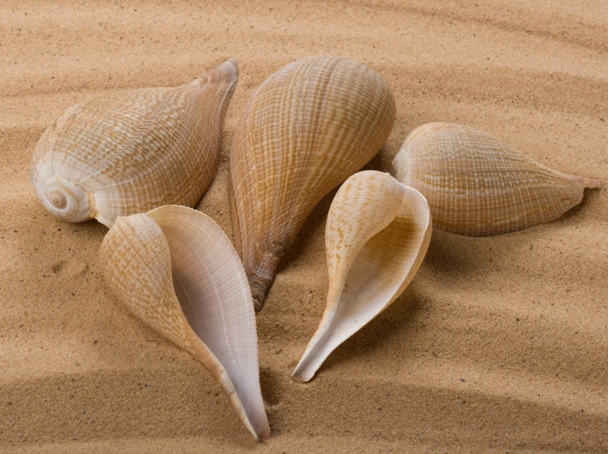 Bermuda Twirl Seashell, Approx. 50 – 60 mm diameter by 100 - 140 mm long