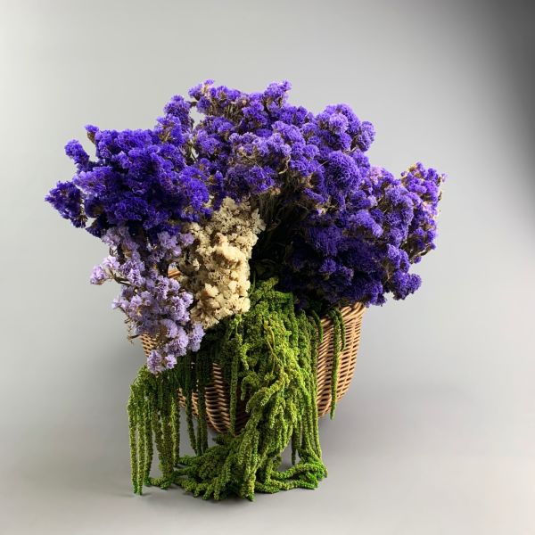 Statice, Blue bunch, approx. 75cm tall dried flowers UK grown