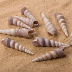 Seashells & Seaside Theming, UK stock, Next day delivery