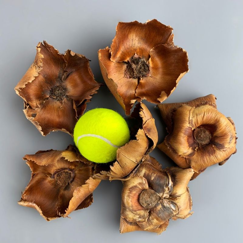 Palm Cups x 5, approx. 10 cm diameter. Natural