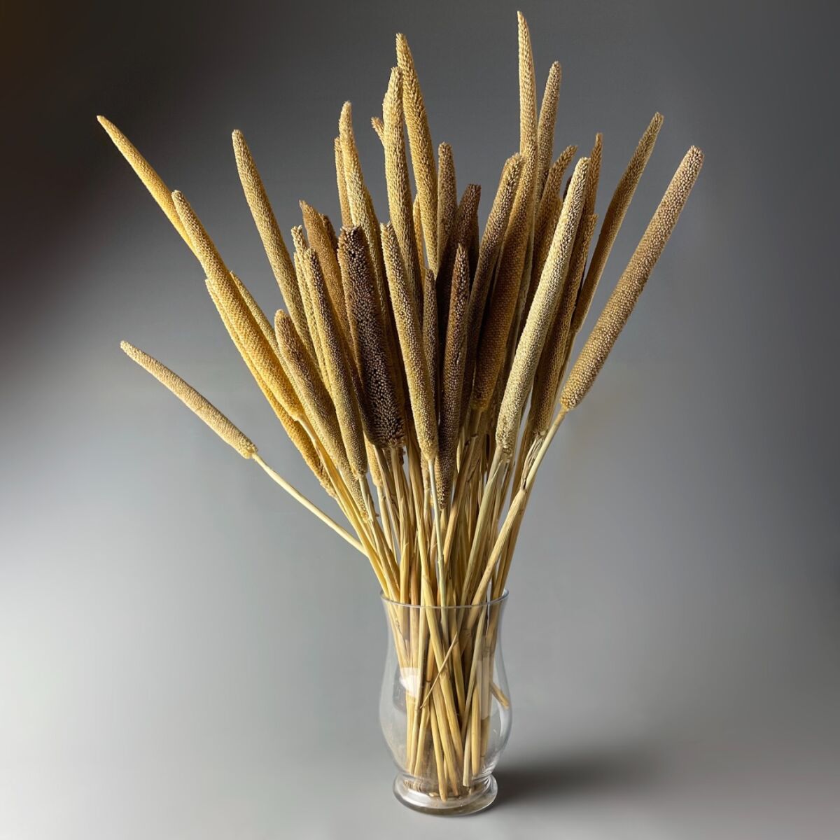 Babala Stem x 5, Natural Dried Deco, approx 60 - 70cm long - Brandon ...