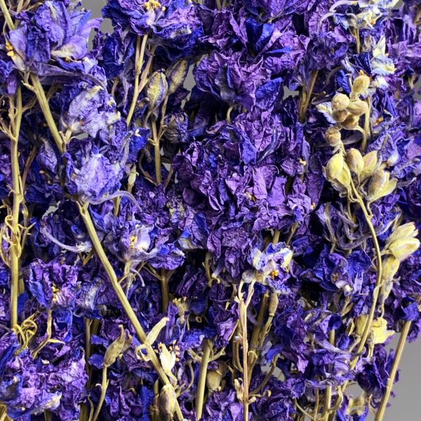 Larkspur, delphinium, Blue bunch, 75cm tall Natural dried flowers