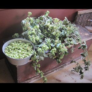 Hop Vine 3 m long with leaves and flowers. Natural dried