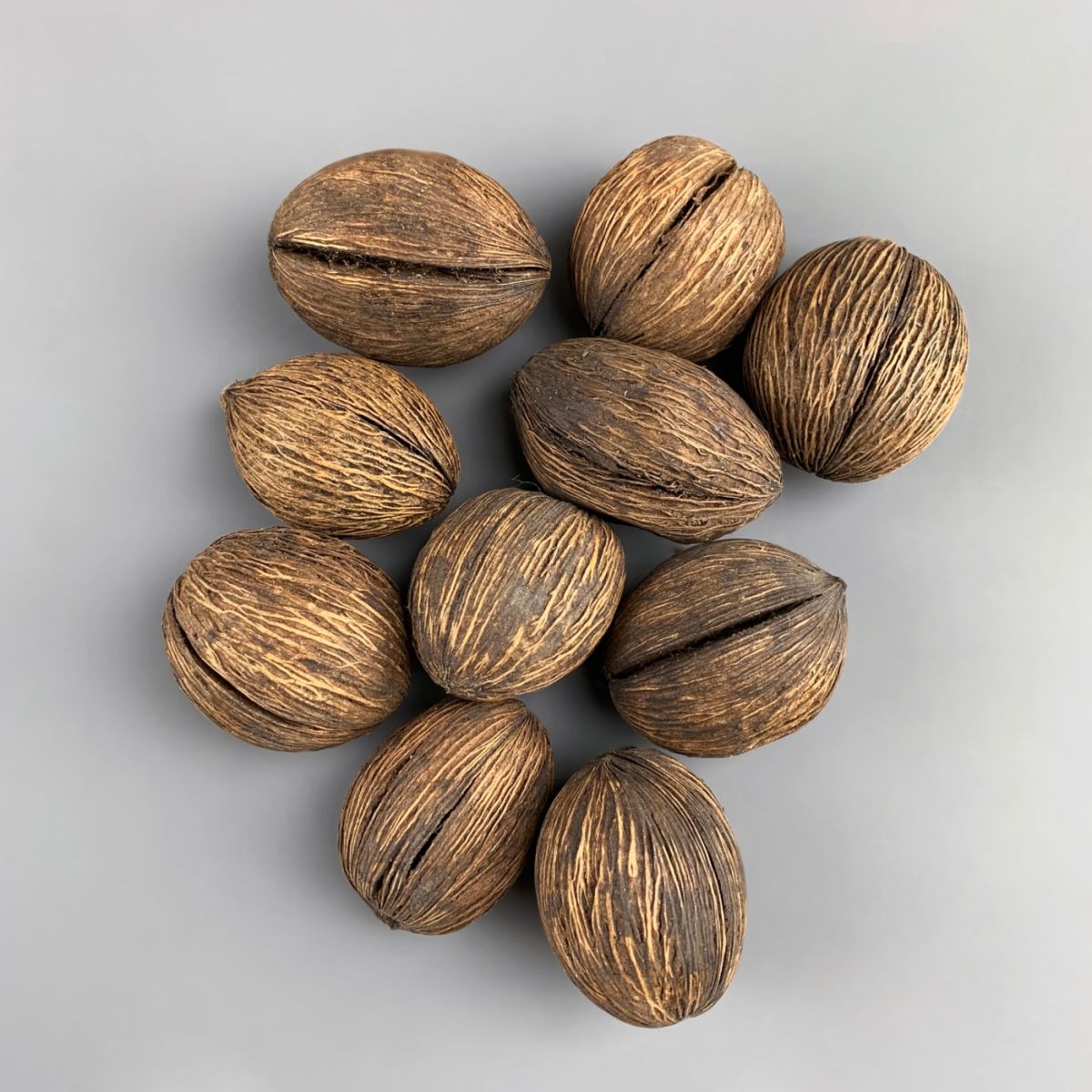 Mintolla Skeletal x 10, approx. 8 cm dia