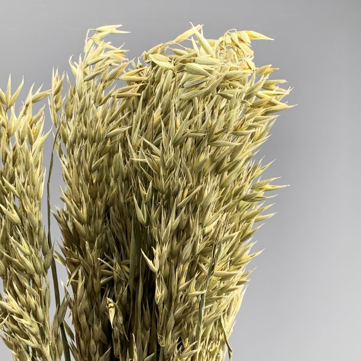 Oats 79 cm tall x 20 cm wide dried cereal bunch, UK grown