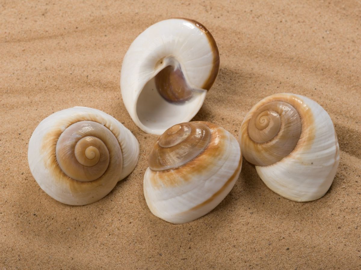 Mammoth Coiled Seashell, Approx. 70mm diameter