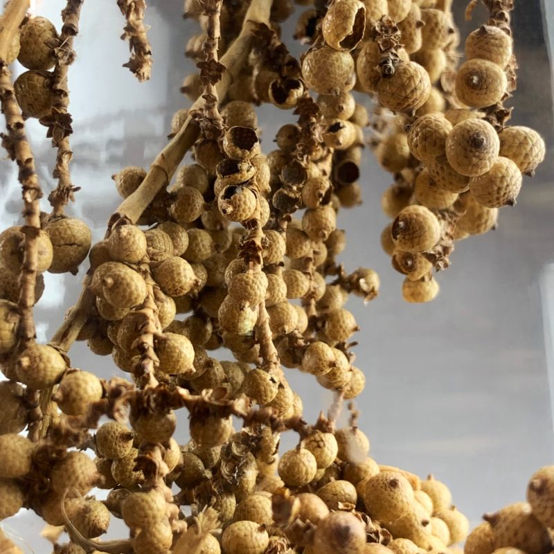 Canella Berries, X 5 stems. Each berry approx. 5 mm