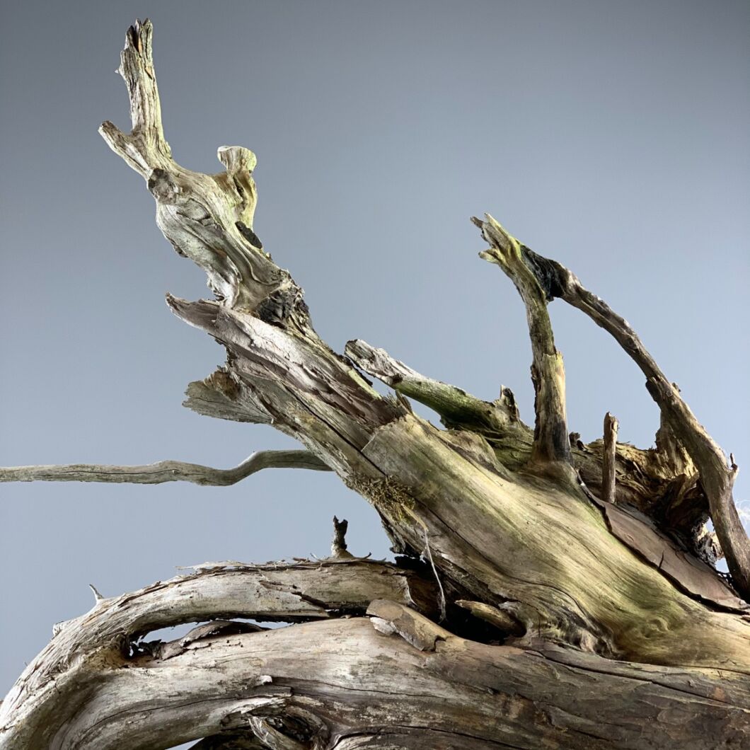 Stumps With Roots, variety of sizes and shapes in stock - Brandon Thatchers