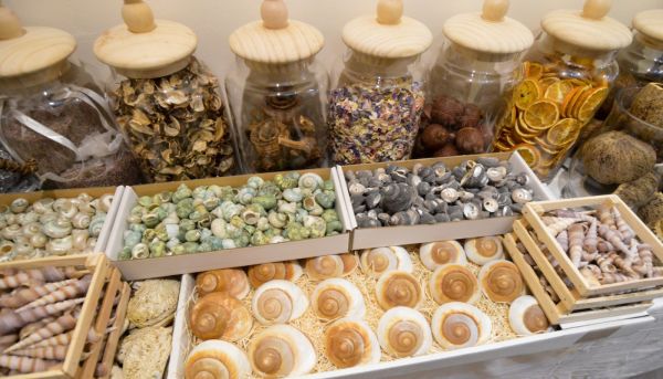 Mammoth Coiled Seashell, Approx. 70mm diameter