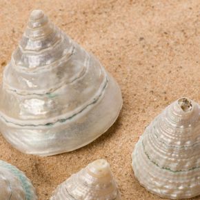 Seashells & Seaside Theming, UK stock, Next day delivery