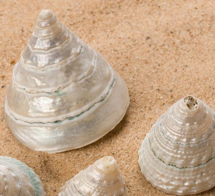 Conical Pearl Seashell, Approx. 50 mm diameter by 40 mm long