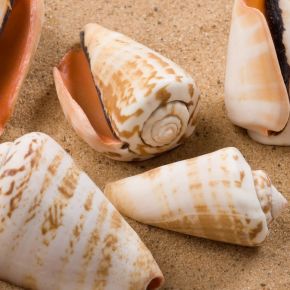Seashells & Seaside Theming, UK stock, Next day delivery