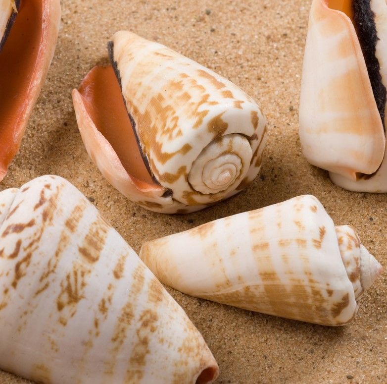 Bahama Beauty Seashell, Approx. 30mm diameter by 60 mm long