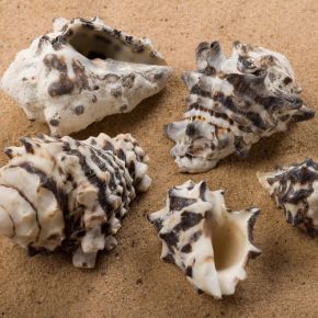 Seashells & Seaside Theming, UK stock, Next day delivery