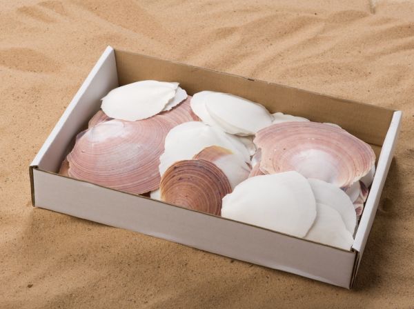 Moon Shine Seashell, Approx. 70 to 120mm diameter