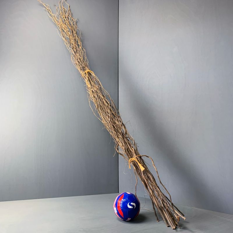Contorted Willow x 10 stems, approx. mixture 1.2 m to 2.5 m tall ...