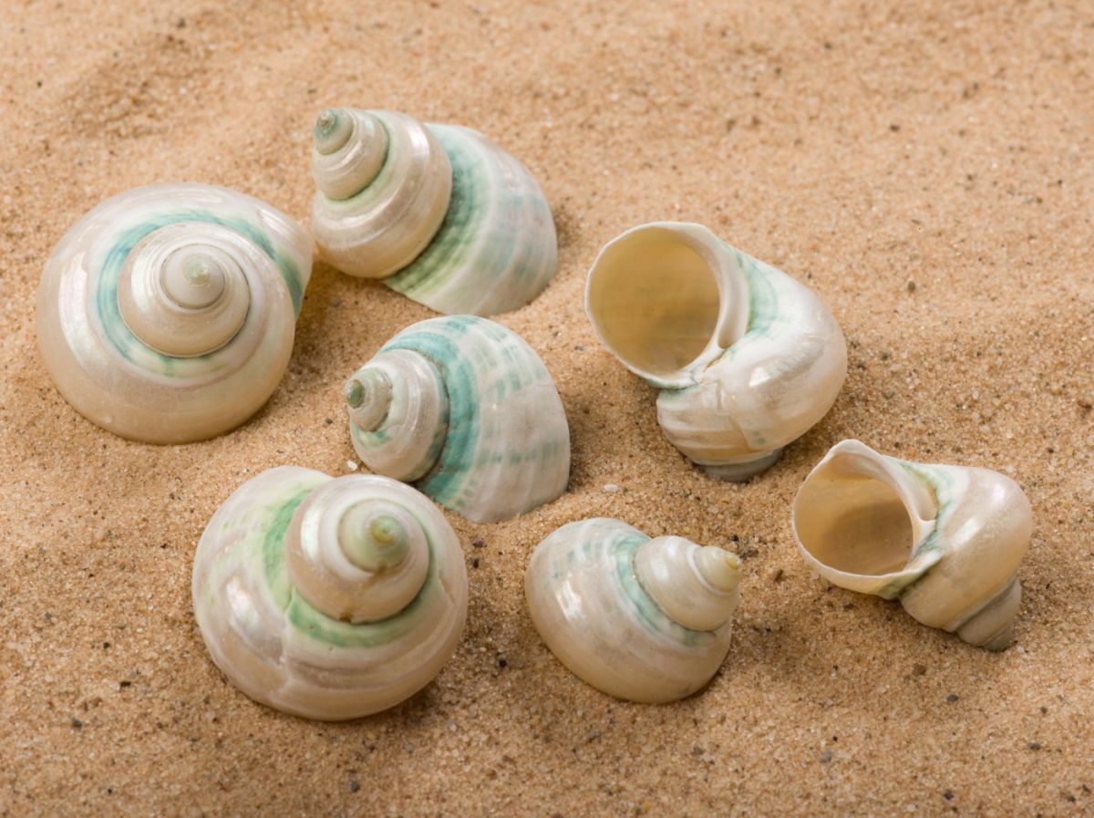 Pure 'n' Pearly Seashell, Approx. 20 mm diameter by 30 mm long