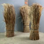 Water Reed Bundle, approx. 2 m plus tall by 25 cm