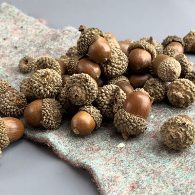 Oak Tree Acorns in 160 gram bags, Natural, dried floral deco
