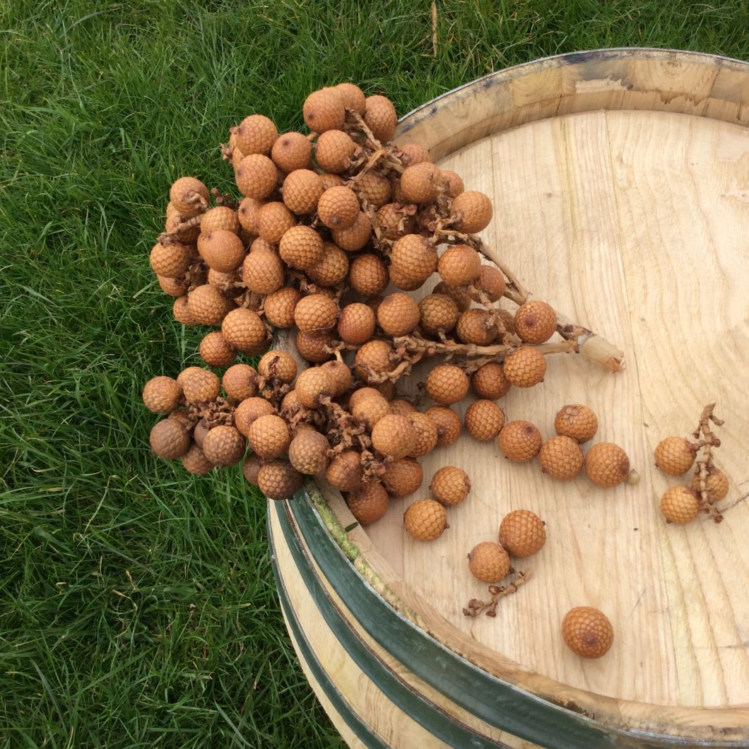 Rattan Grape bunch, approx. 40 cm long by 18 cm wide