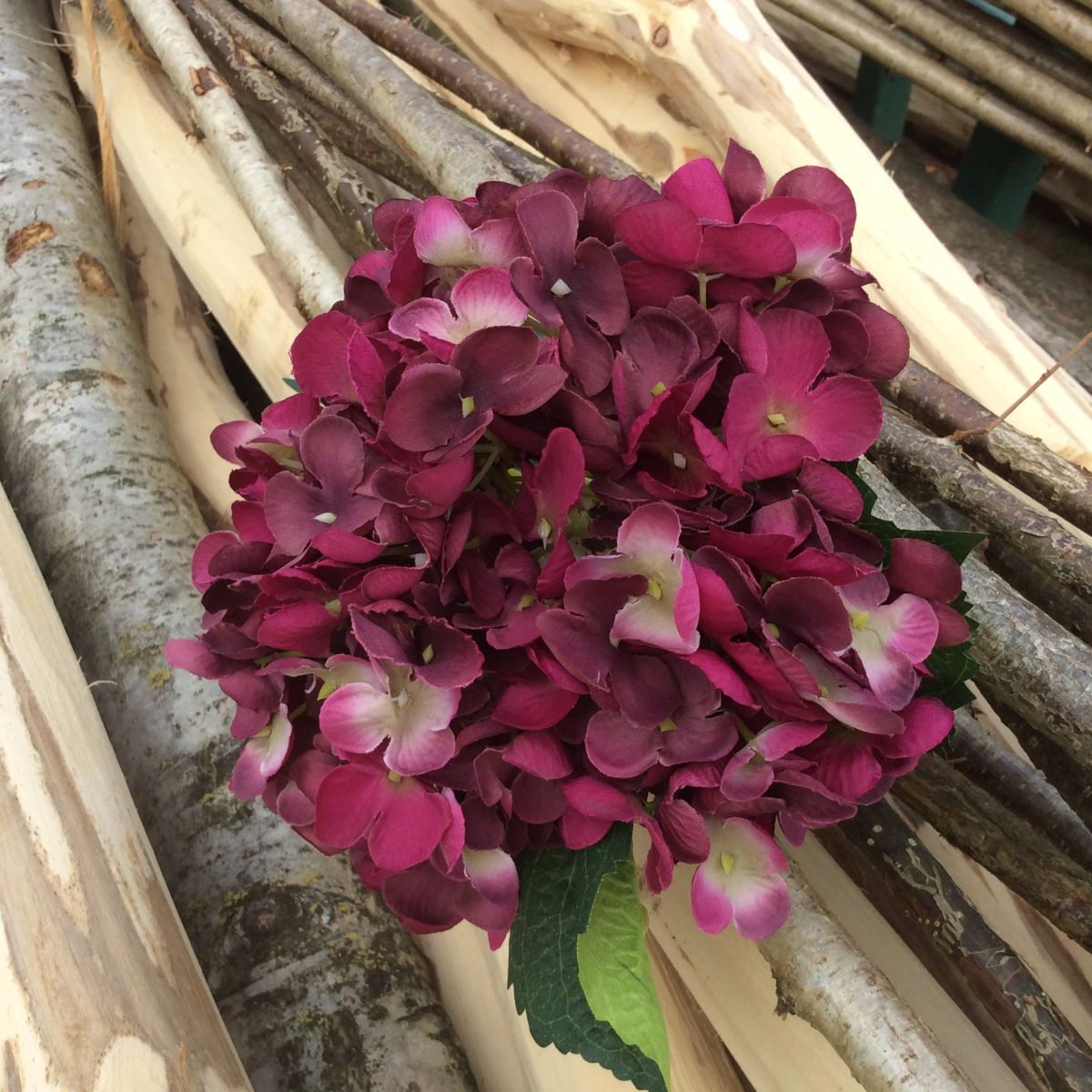 Hydrangea - Magenta - Brandon Thatchers