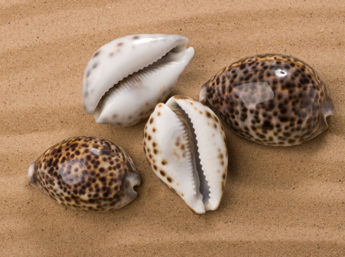 Ocelot Shell Seashell, Approx. 60mm diameter by 90 mm long.