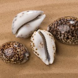 Seashells & Seaside Theming, UK stock, Next day delivery